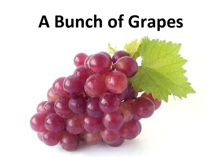 A Bunch of Grapes | PDF