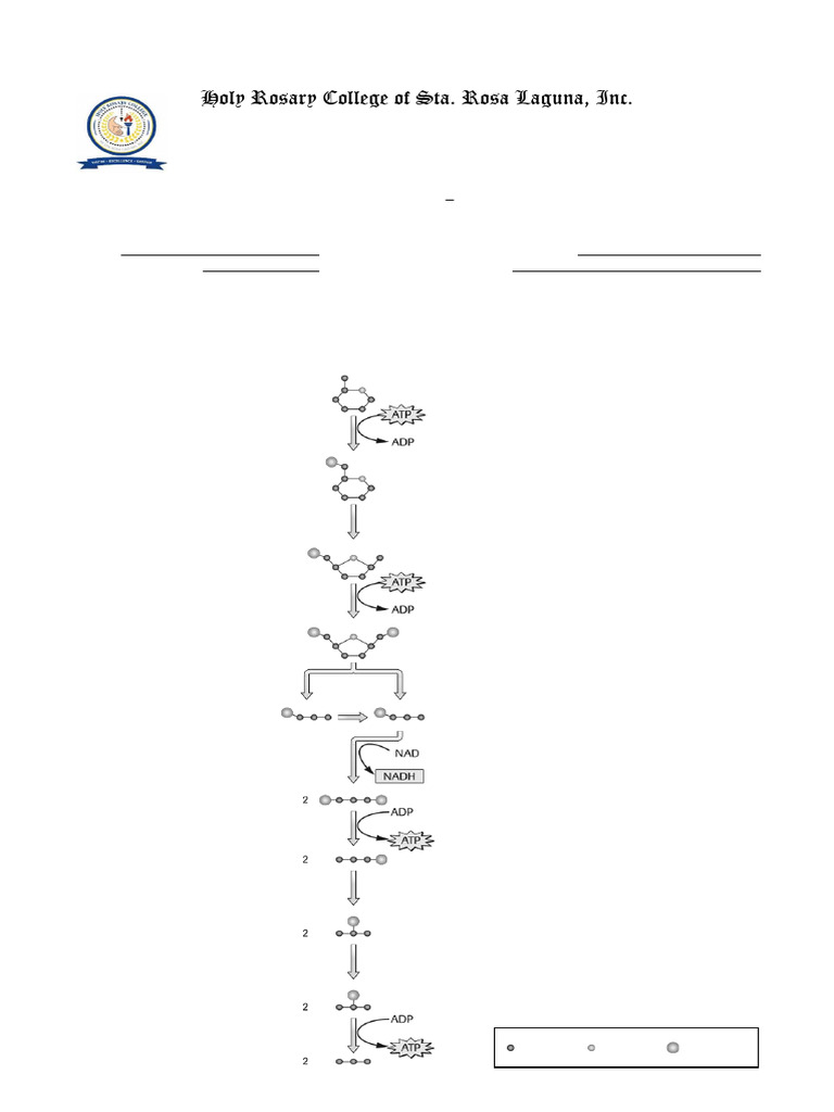 Glycolysis Worksheet Activity | PDF | Glycolysis | Cellular Processes