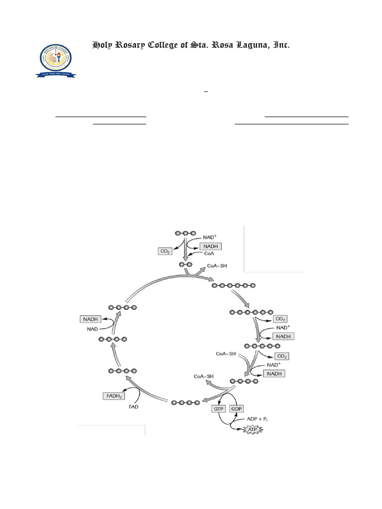 (WORKSHEET) General Biology 1 2nd Quarter Activity 8 - Krebs Cycle | PDF