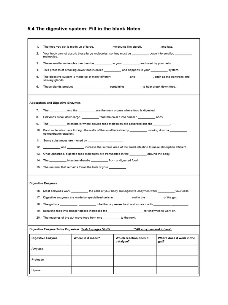 5.4 The Digestive System Fill in the blank notes | PDF | Digestion ...
