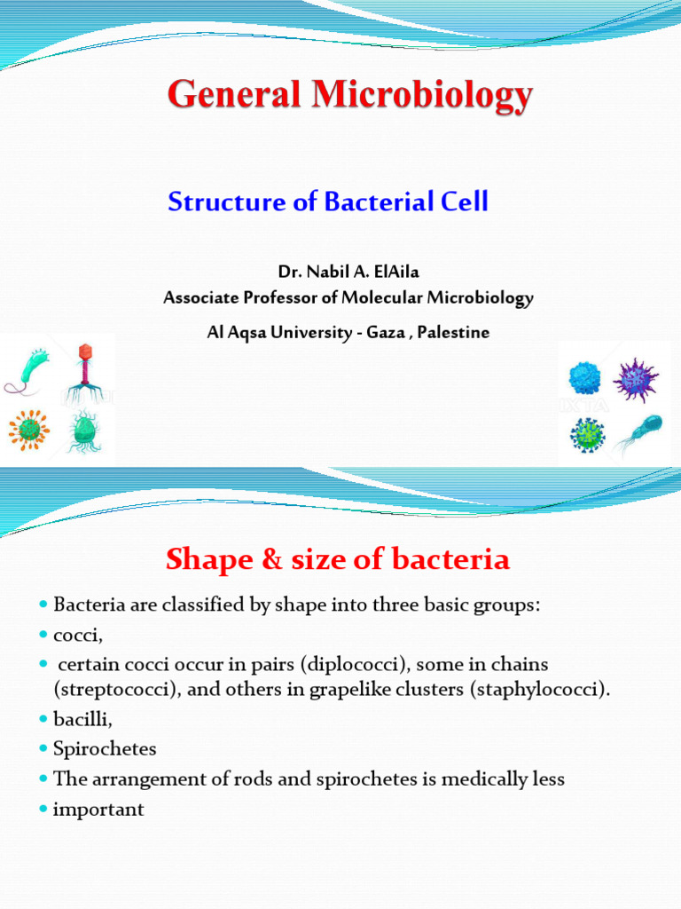 2 Structure of Bacteria Cells | PDF | Bacteria | Lipopolysaccharide