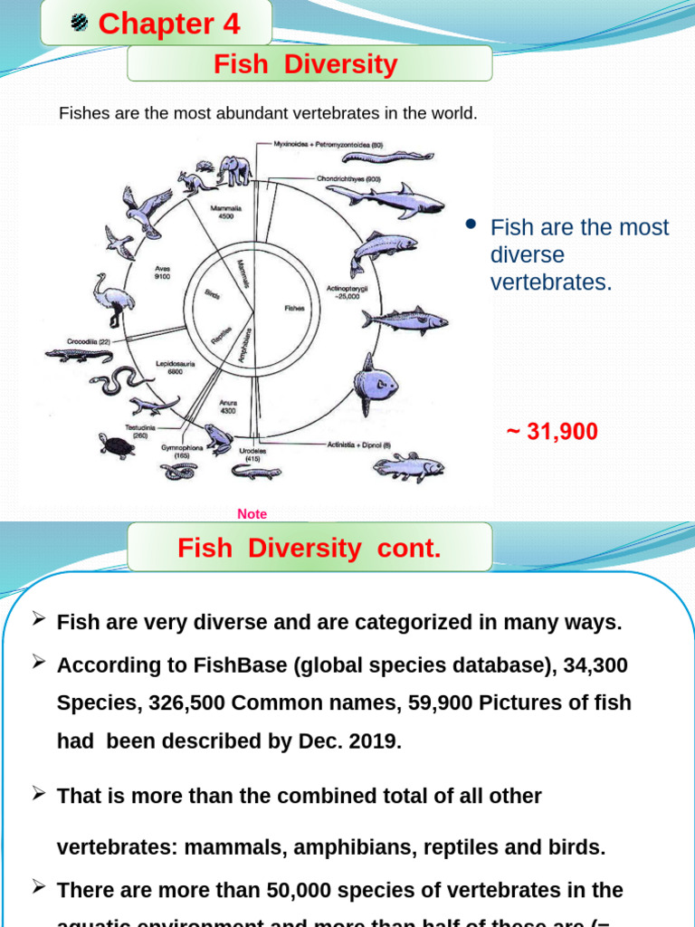 Fish Diversity: Species and Characteristics | PDF | Fish | Vertebrates