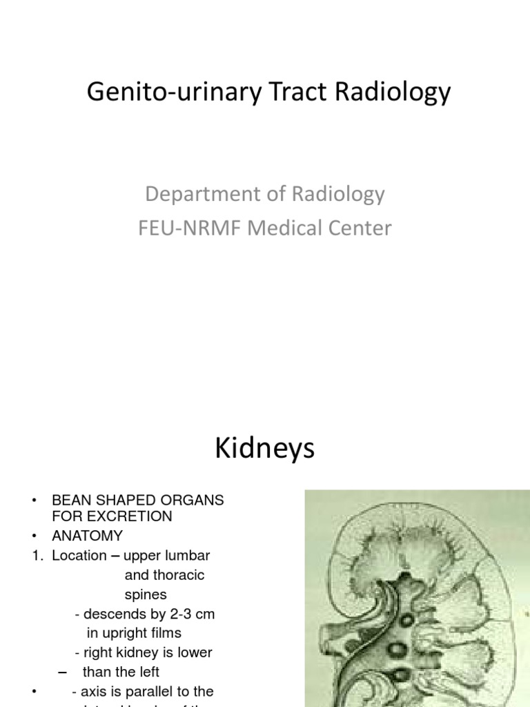 Genito-Urinary Tract Radio | PDF | Kidney | Genitourinary System