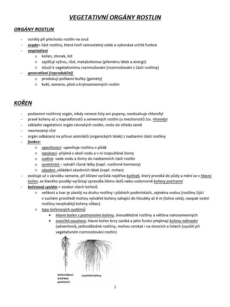 VEGETATIVNÍ ORGÁNY ROSTLIN, Prima, Sekunda | PDF