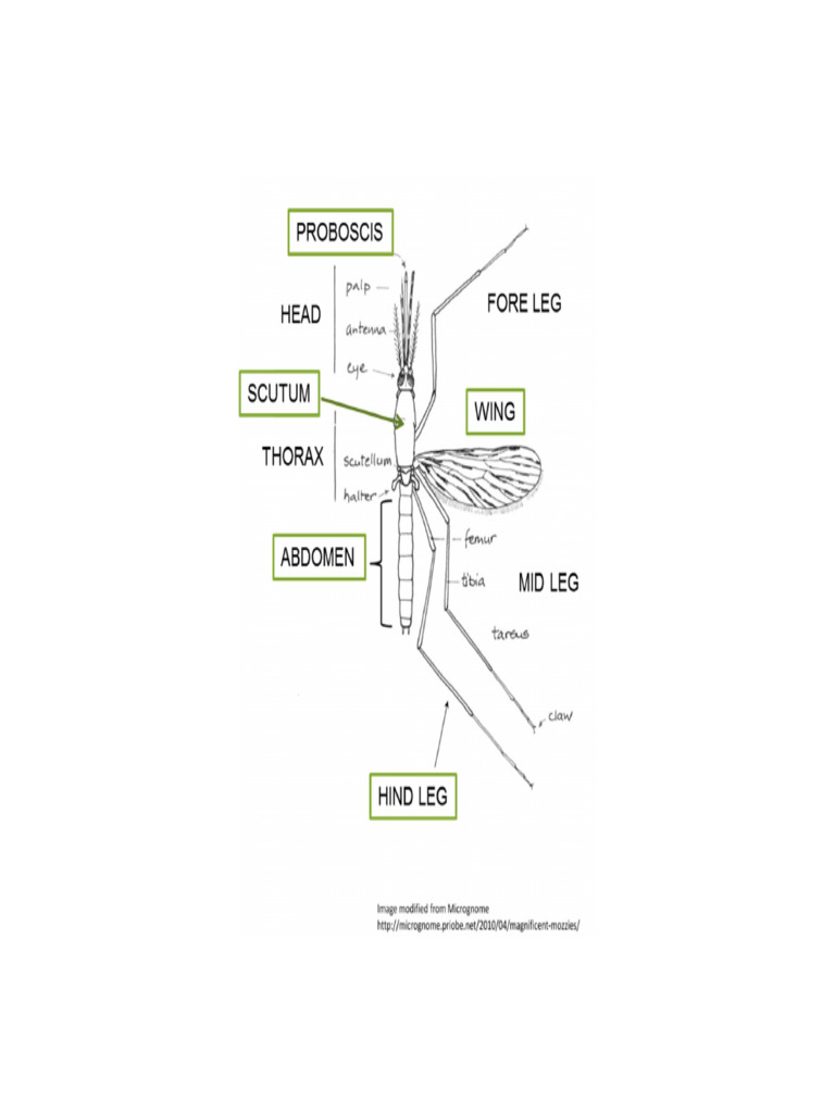 Mosquito Anatomy | PDF