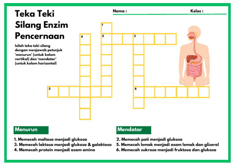Teki-Teka Silang Enzim Pencernaan Manusia Worksheet Hijau dan Kuning Gaya I_20241014_192721_0000 ...