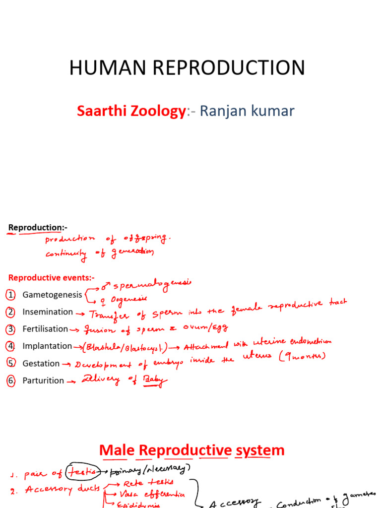 Male Repro System - Ranjan Sir | PDF