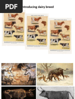 Cow Taxonomic Classification | PDF