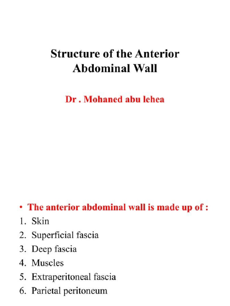 Anti Abd Wall Anatomy | PDF