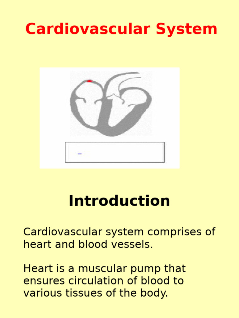 Cardiovascular System Introduction DY | PDF | Heart Valve | Heart