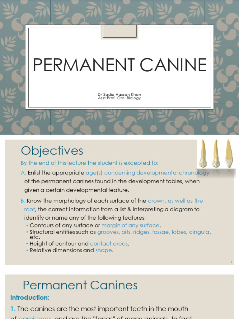 Anatomy and Morphology of Maxillary Canines | PDF | Dental Anatomy ...