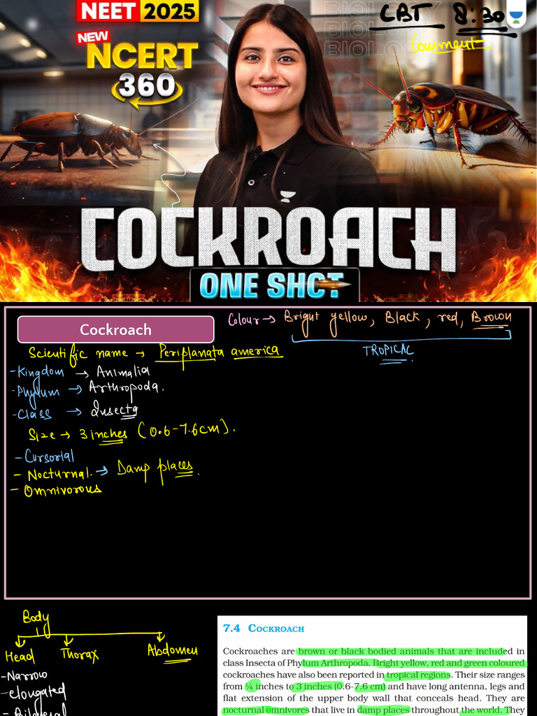 Cockroach - One Shot | PDF