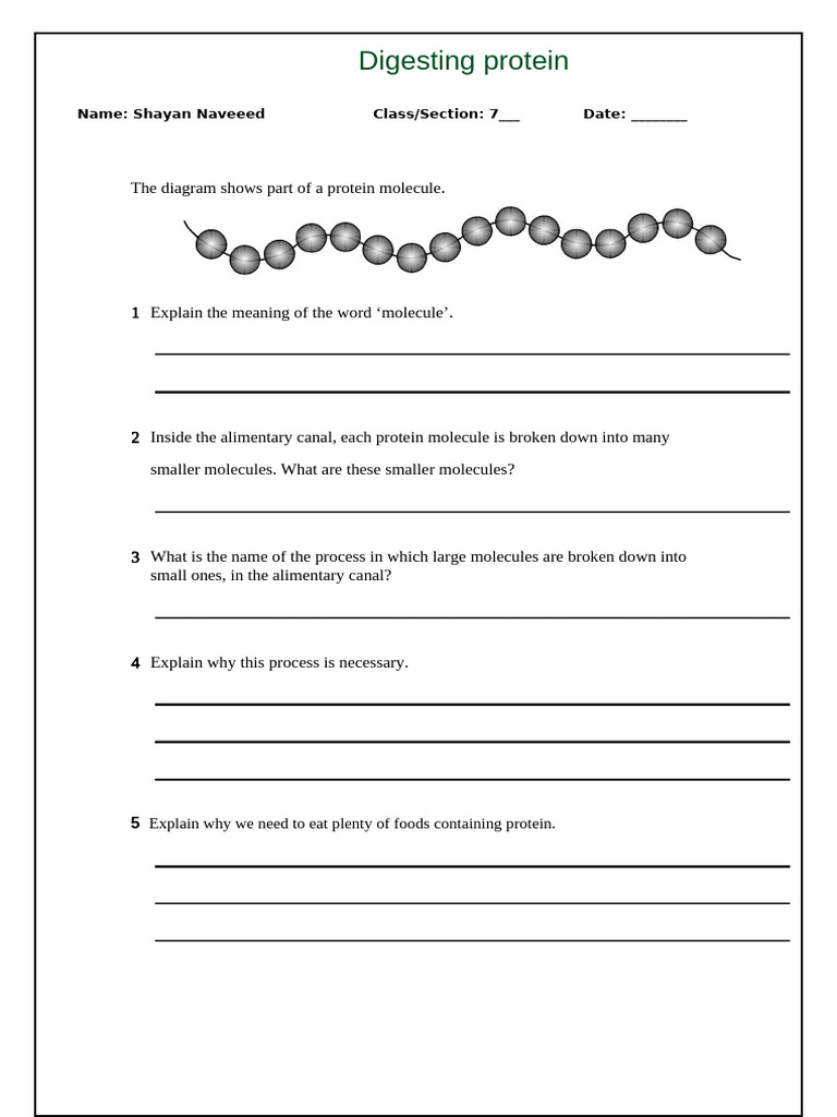 Protein Digestion | PDF