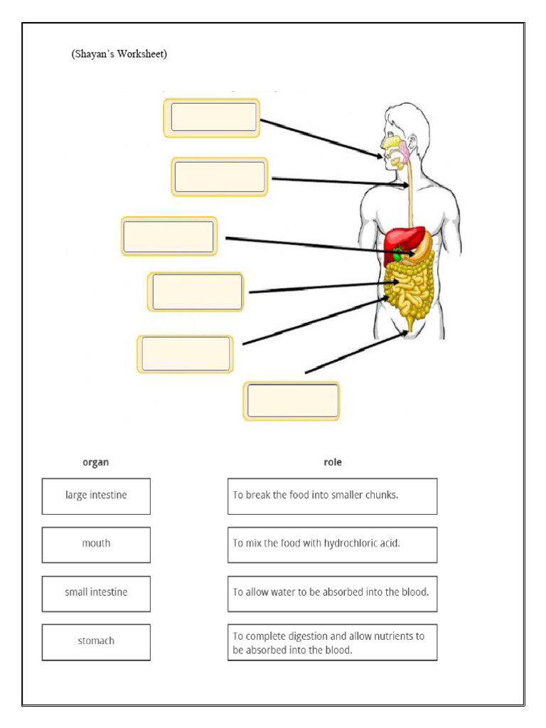 Digestive System Worksheet for Students | PDF | Milk | Small Intestine