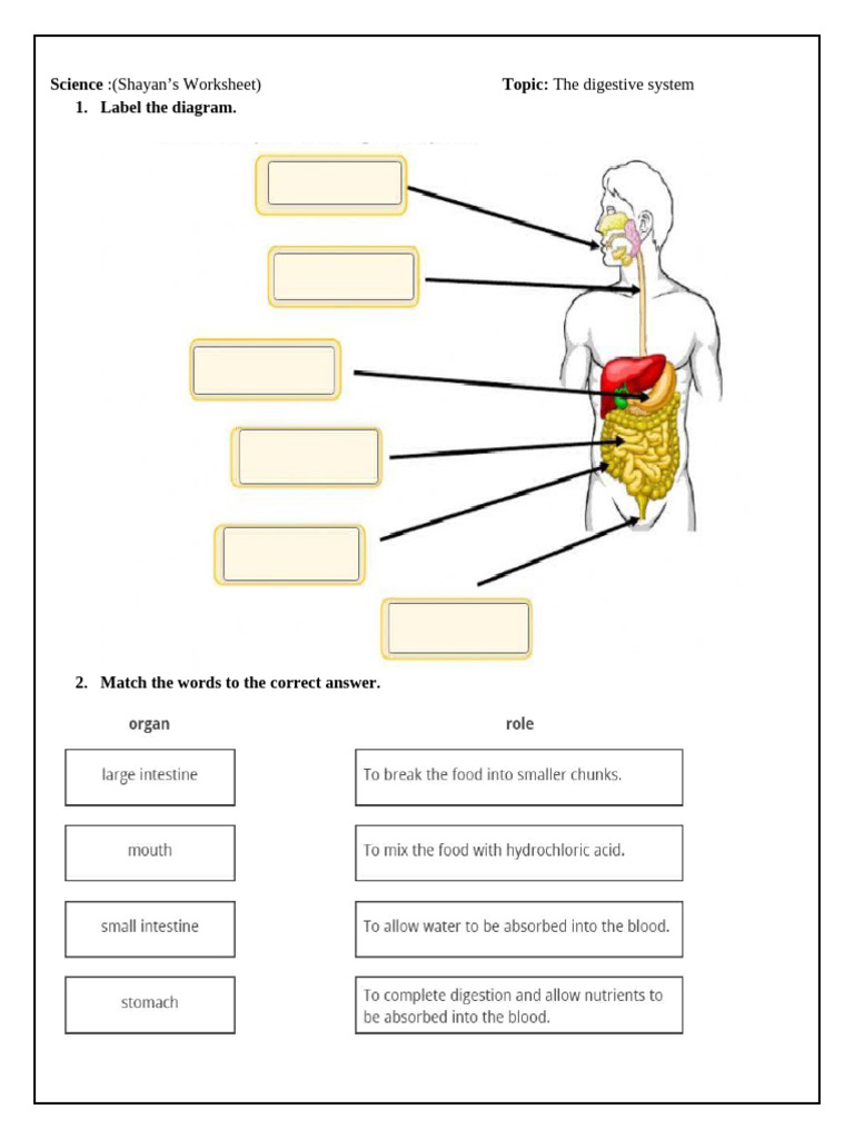 Shayan's Revision Digestive System Worksheets | PDF | Milk | Small ...