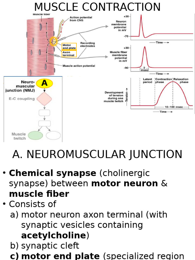 Muscular System - Part 2 | PDF | Skeletal Muscle | Muscle Contraction