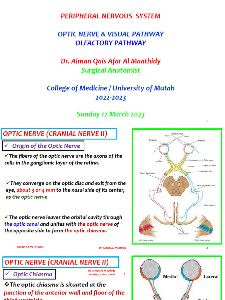 L 7 Optic Nerve & Visual, Olfactory Pathways | PDF | Visual System | Nerve