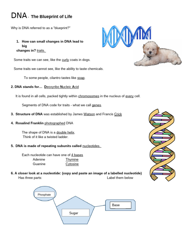 Lesson 2 DNA Structure (Guided Notes) | PDF | Dna | Rna