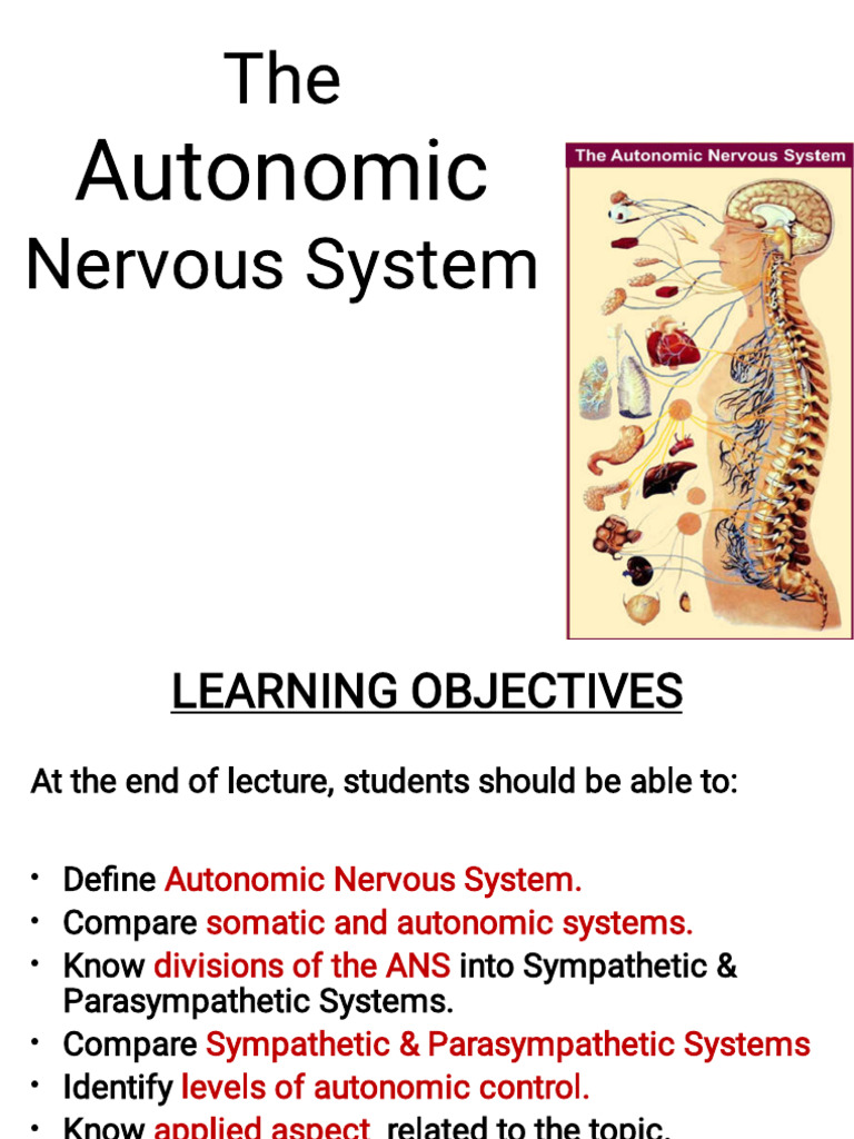 Understanding the Autonomic Nervous System | PDF | Autonomic Nervous ...
