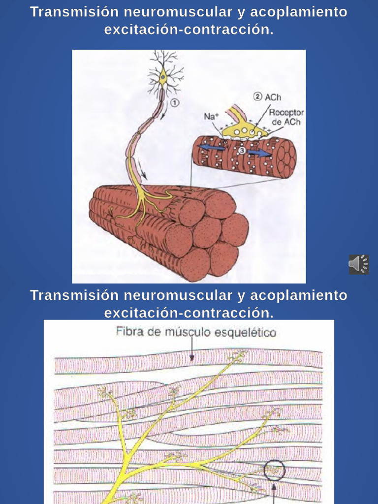 3 Transmision Neuromuscular 3 | PDF