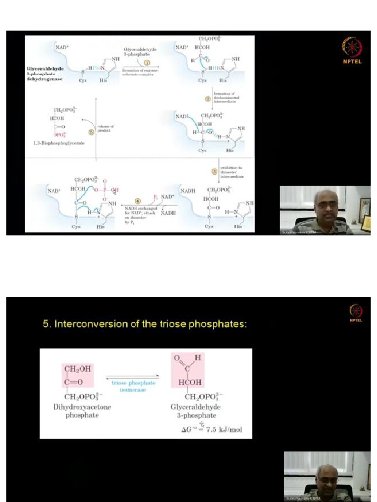 Nptel Glycolysis | PDF
