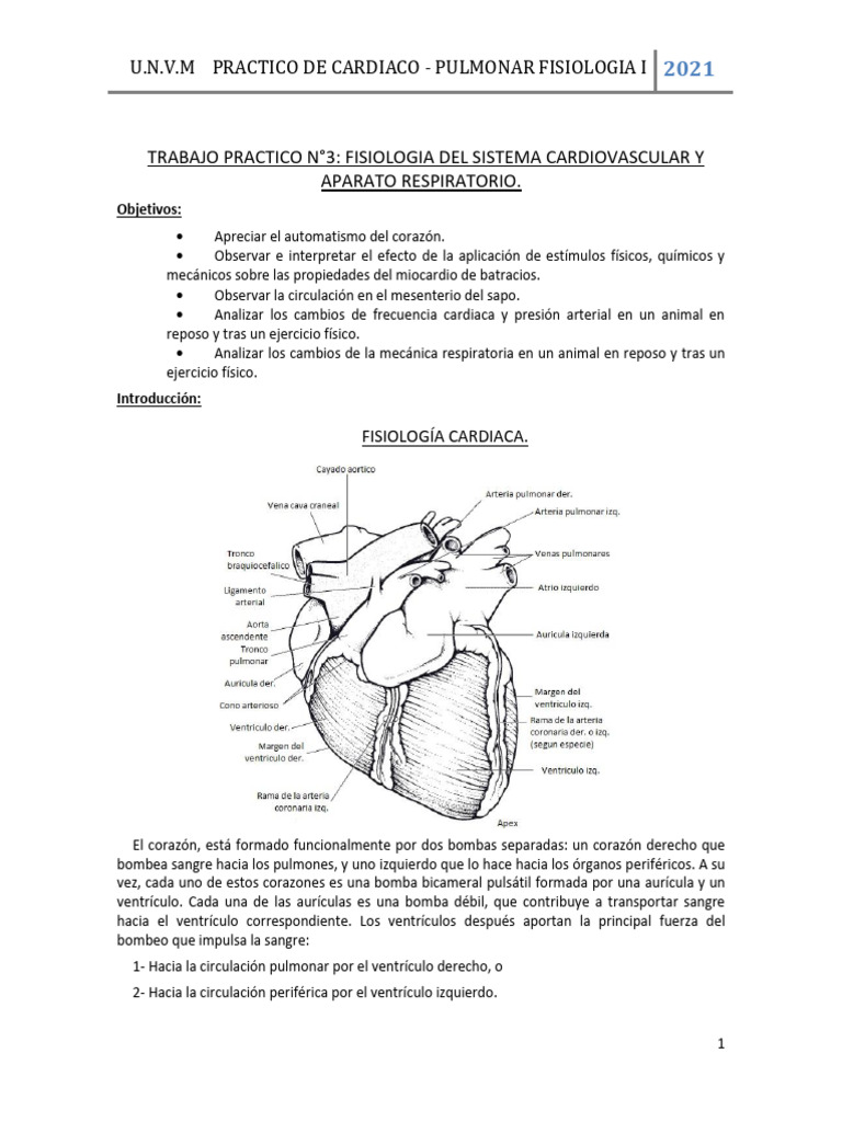 Guía Practica - Cardiovascular y Respiratorio | PDF | Pulmón | Corazón