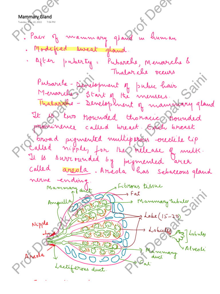 Mammary Gland | PDF