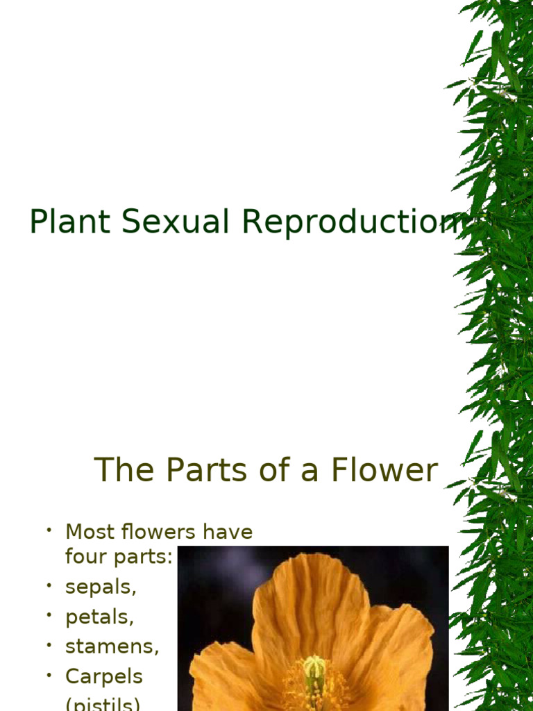 LESSON-6_SEXUAL-REPRODUCTION-OF-PLANTS | PDF | Flowers | Pollination