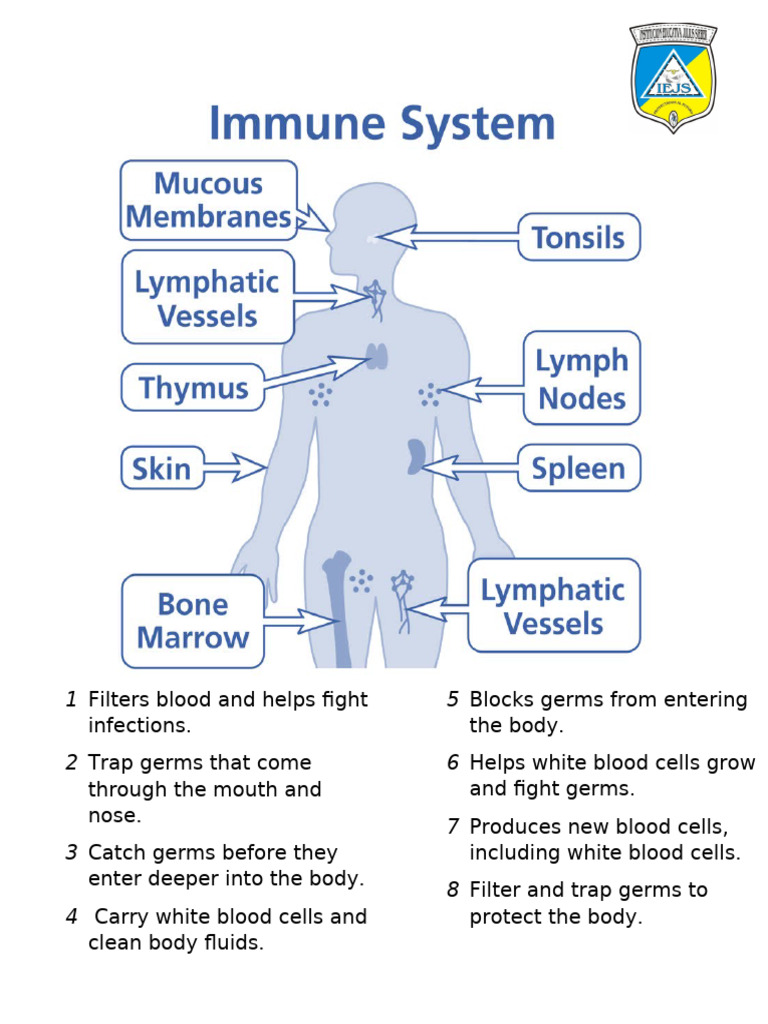 Workshop Immune System 3 | PDF