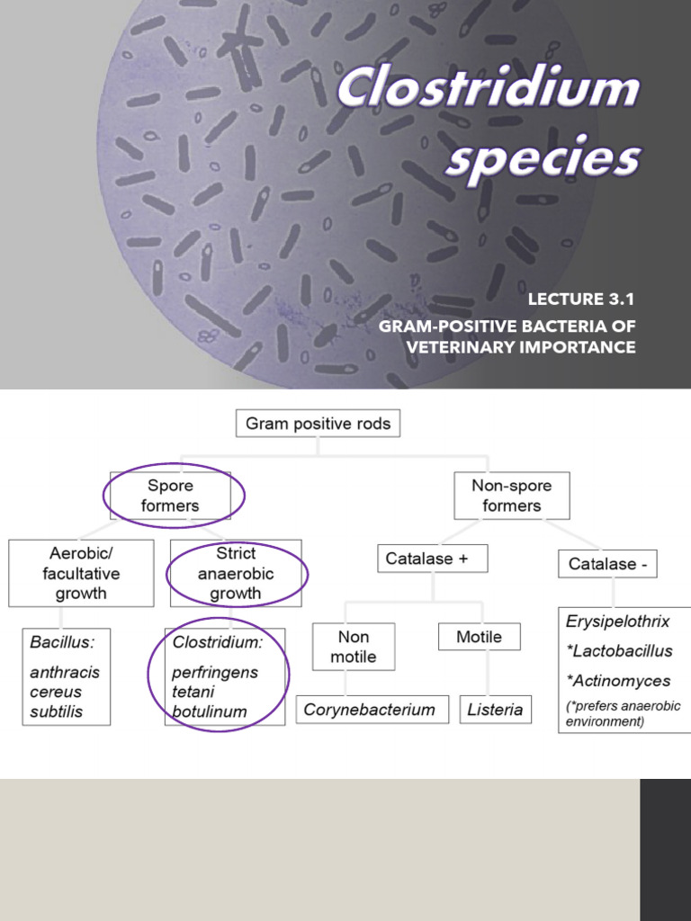 Lecture 3.2 - GRAM-POSITIVE BACTERIA OF VETERINARY IMPORTANCE ...