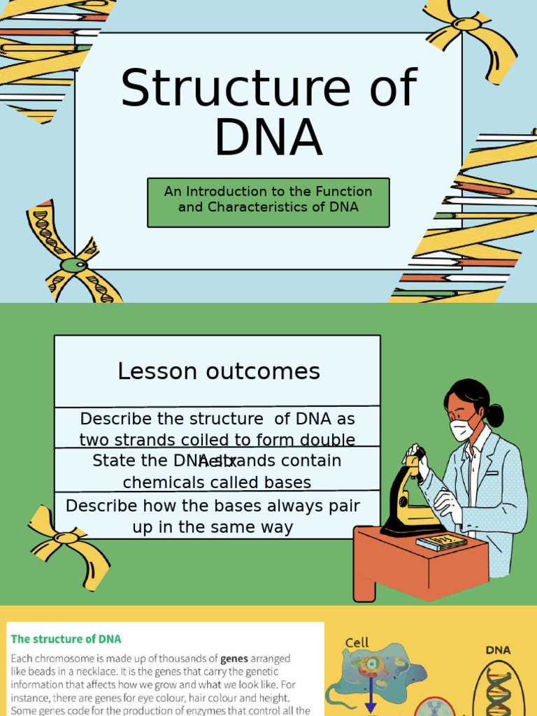 Structure of DNA: An Introduction To The Function and Characteristics ...