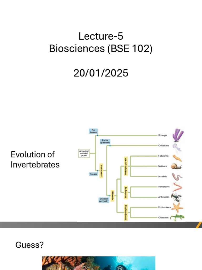 Evolution of Invertebrates and Vertebrates | PDF | Zoology | Biology