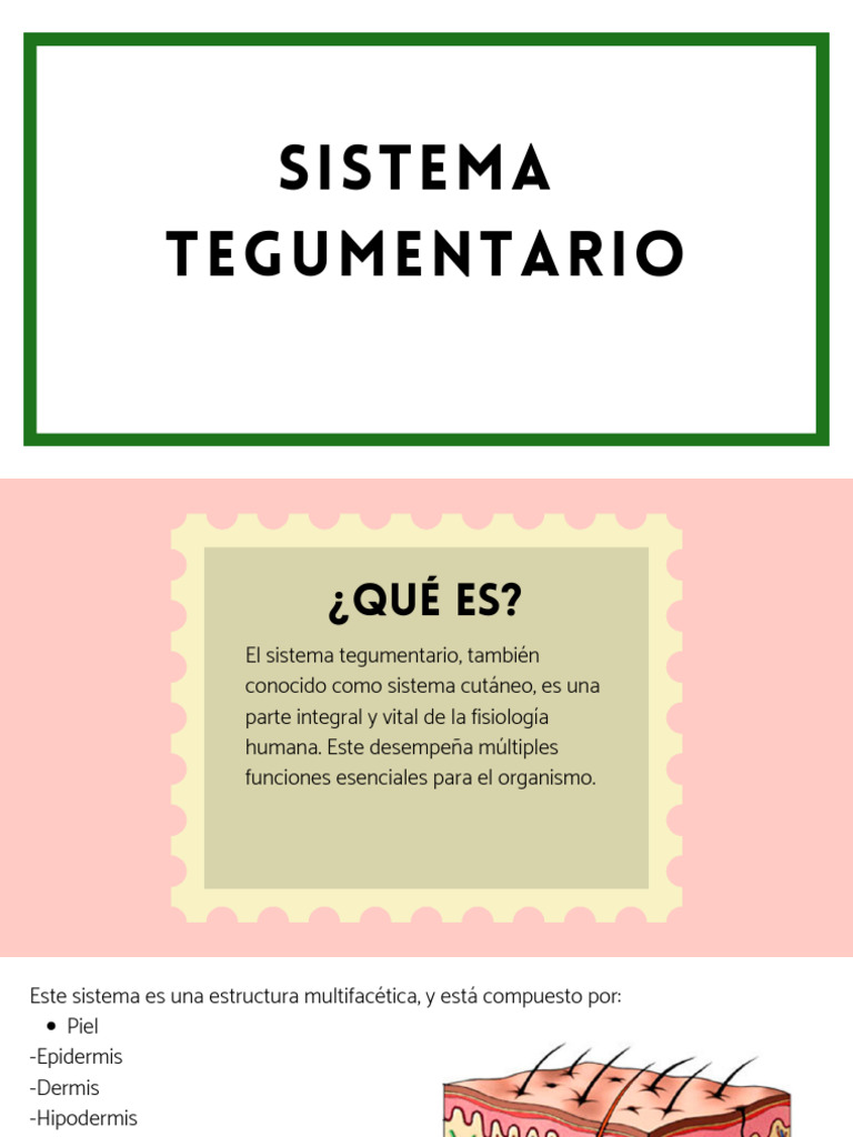 Sistema Tegumentario | PDF | Piel | Sistema tegumentario