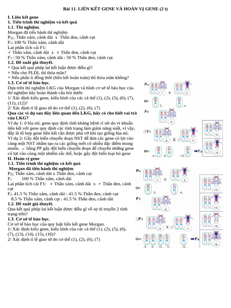 Pht B11 Sinh 12KNTT | PDF