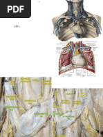 Understanding Batson's Plexus Anatomy | PDF | Vertebra | Vein