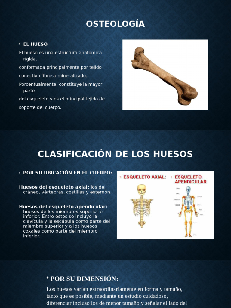 Generalidades de Osteología | PDF | Hueso | Cráneo