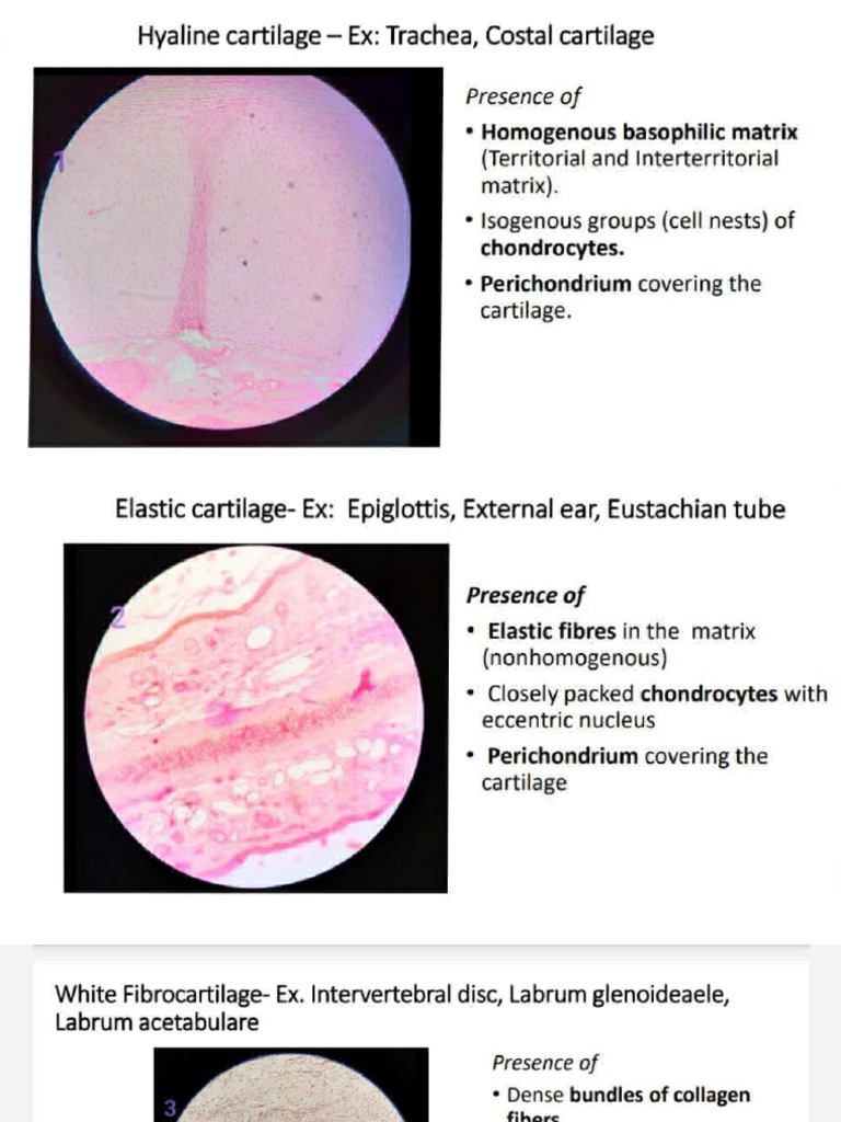 All Histology Slides With Identification (2k19 JIPMERites) - 2 | PDF