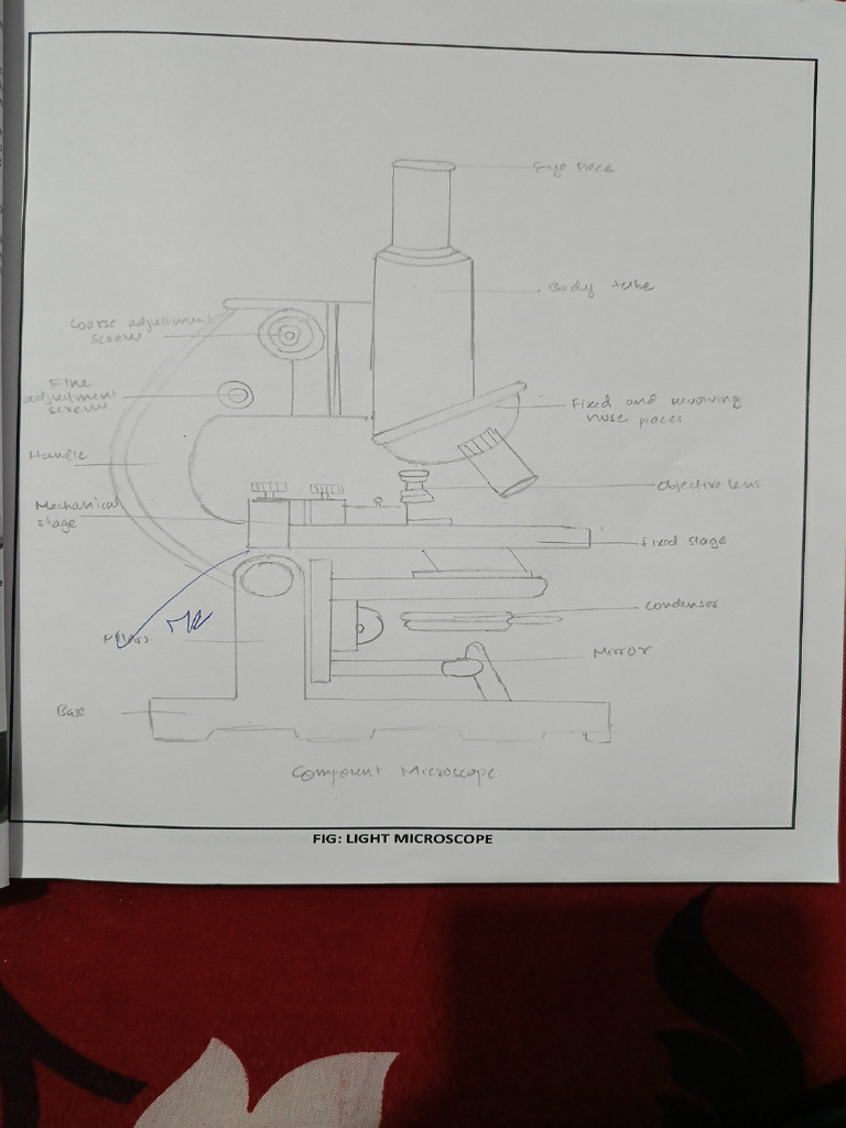 Histology Practical | PDF