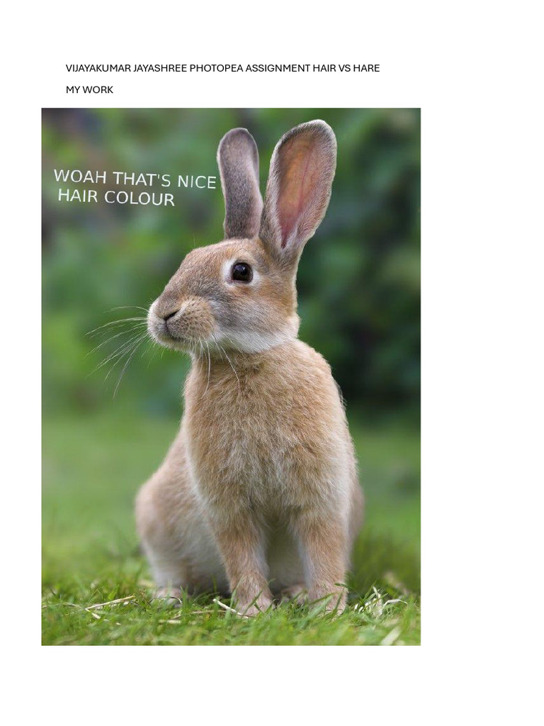 P Photopea Assignment Hair VS Hare | PDF