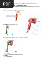 Anatomía del Brazo: Estructura y Función | PDF | Codo | Extremidades ...