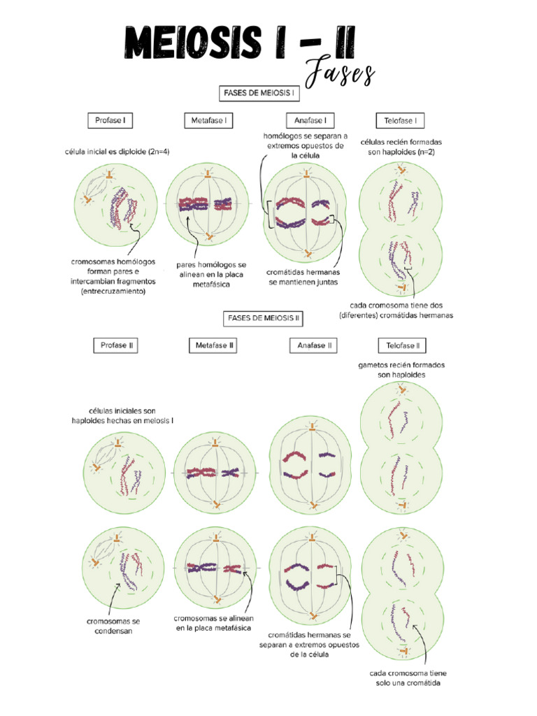 Mitosis | PDF | Mitosis | Cromosoma
