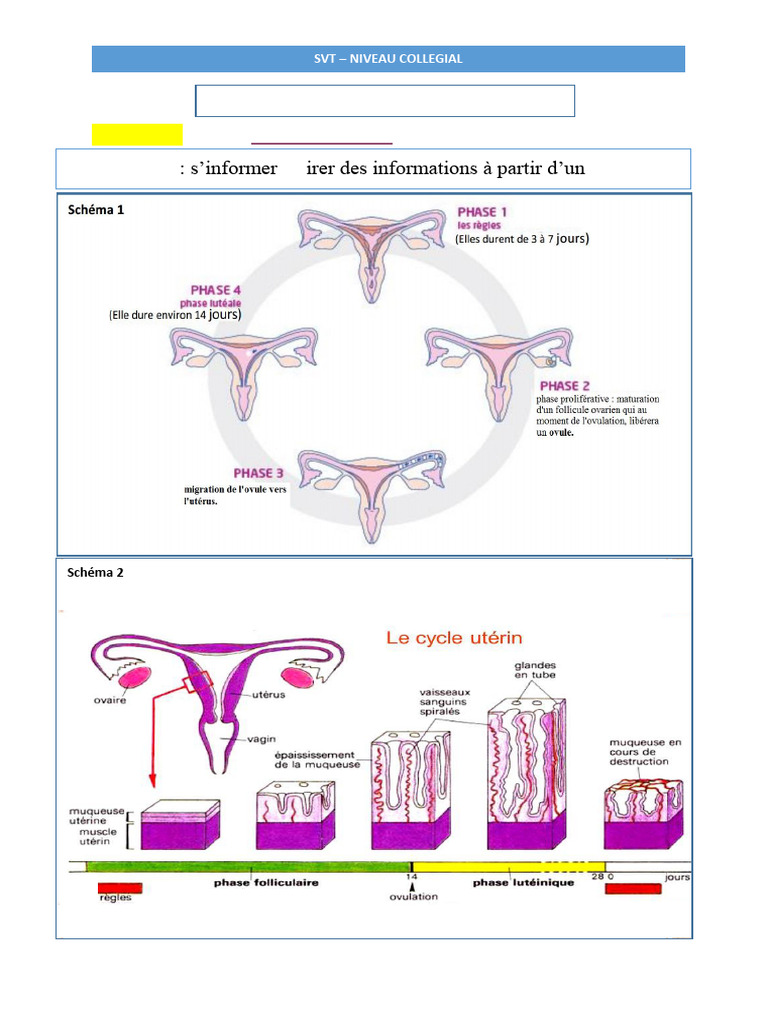 Exercices sur le cycle utérin et ovarien | PDF | Utérus | Cycle menstruel