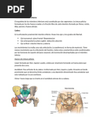 Articulación Coxofemoral | PDF | Rodilla | Anatomía