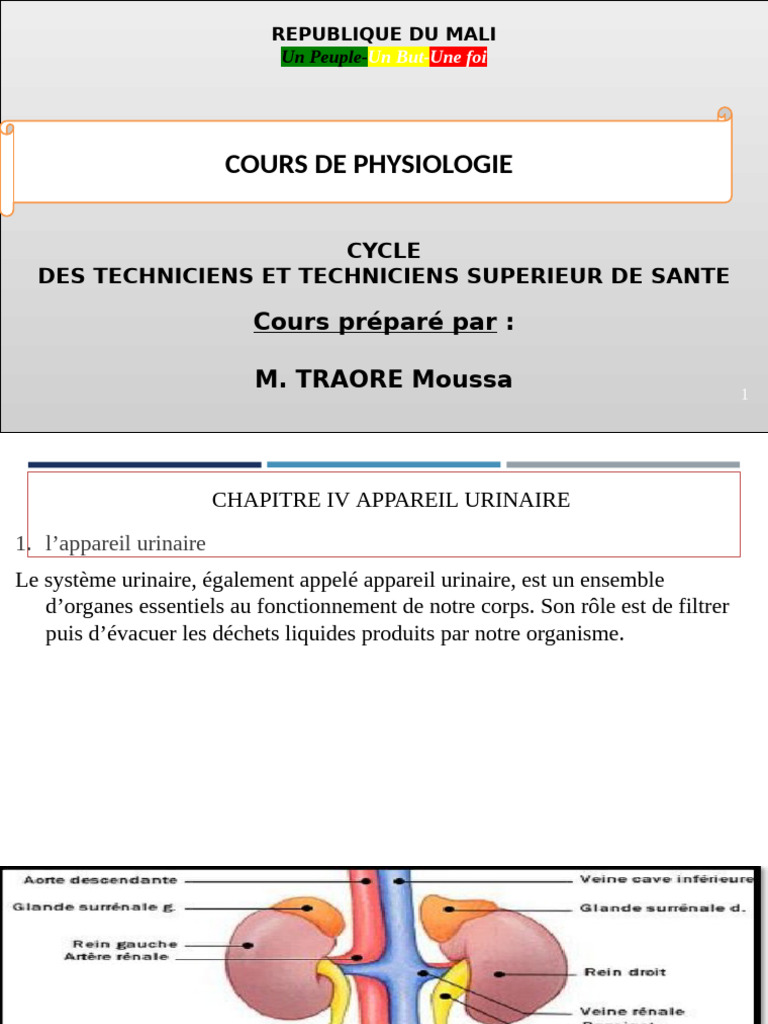 Physiologie de l'Appareil Urinaire | PDF | Appareil urinaire | Urine