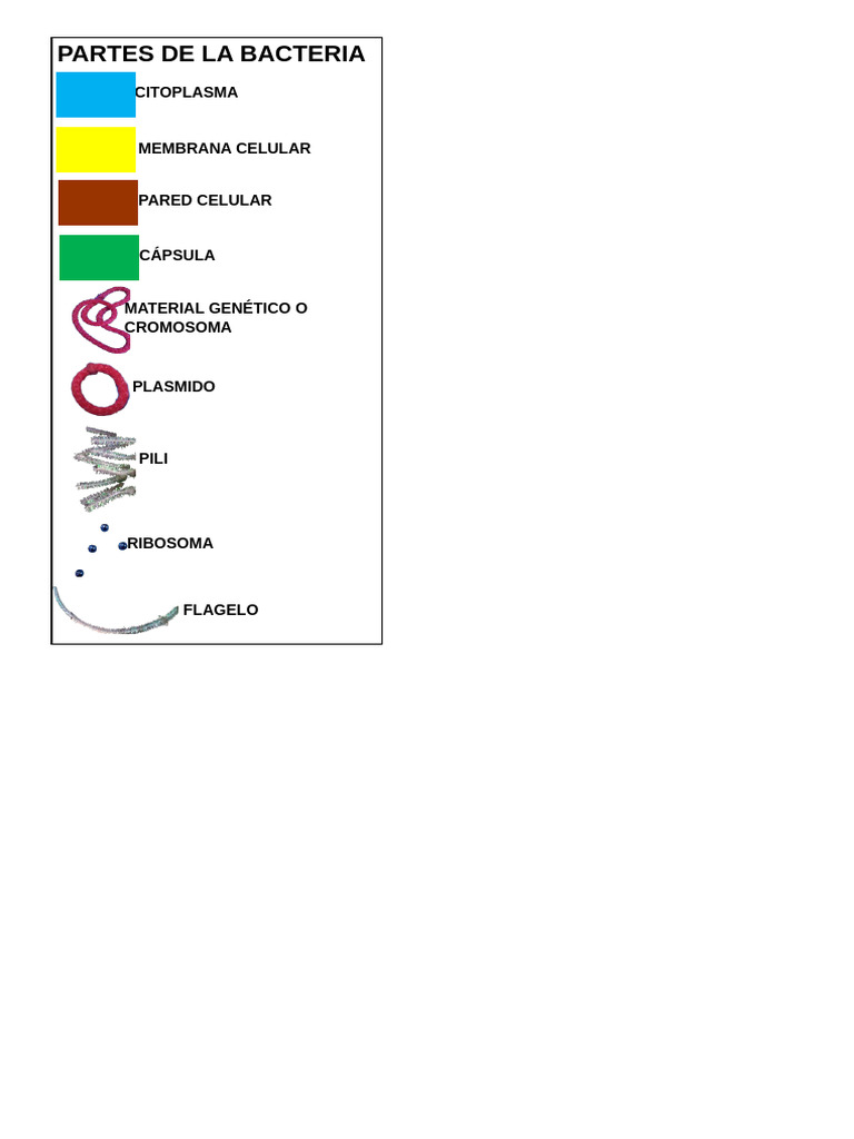 Partes de La Bacteria | PDF