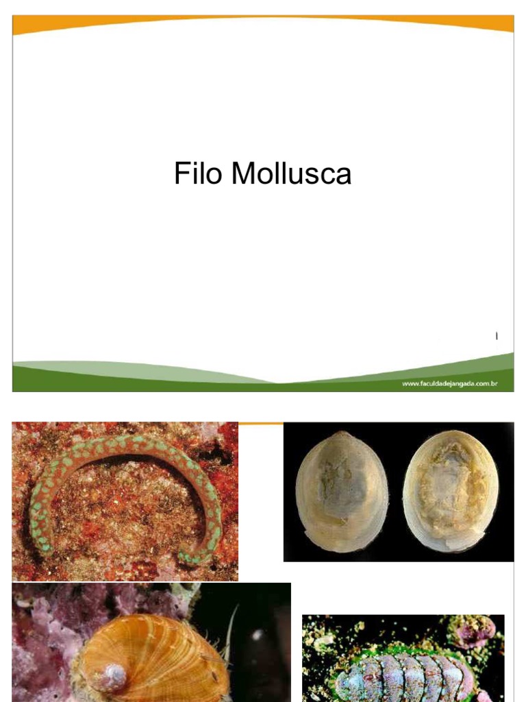 Filo Mollusca - Aula | PDF | Moluscos | Sistema circulatório