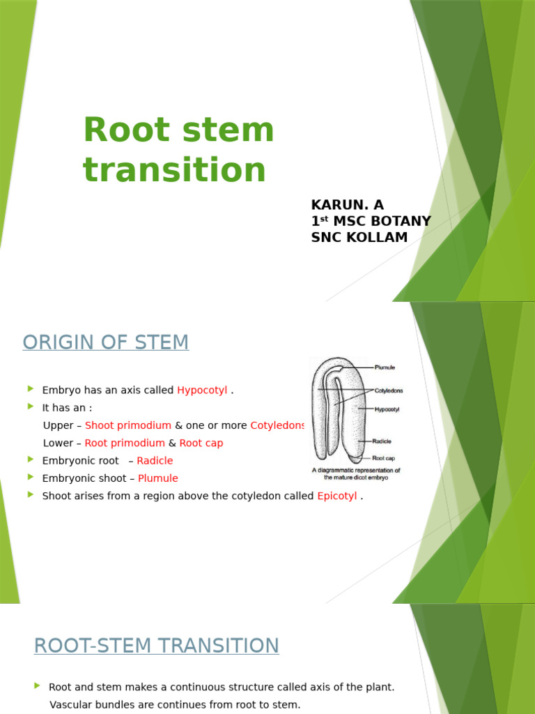 Root Stem Transition | PDF | Plant Stem | Root