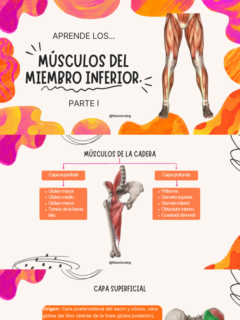 Músculos Del MMII Parte I | PDF | Cadera | Articulaciones