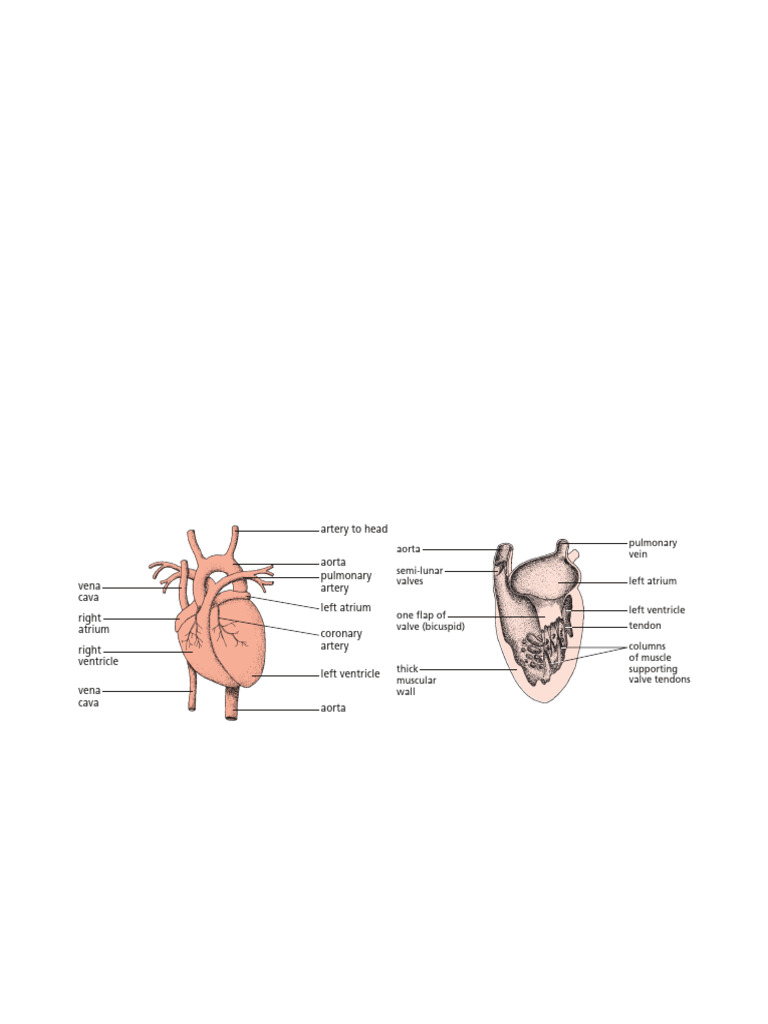 09 Transport in Animals | PDF | Atrium (Heart) | Ventricle (Heart)