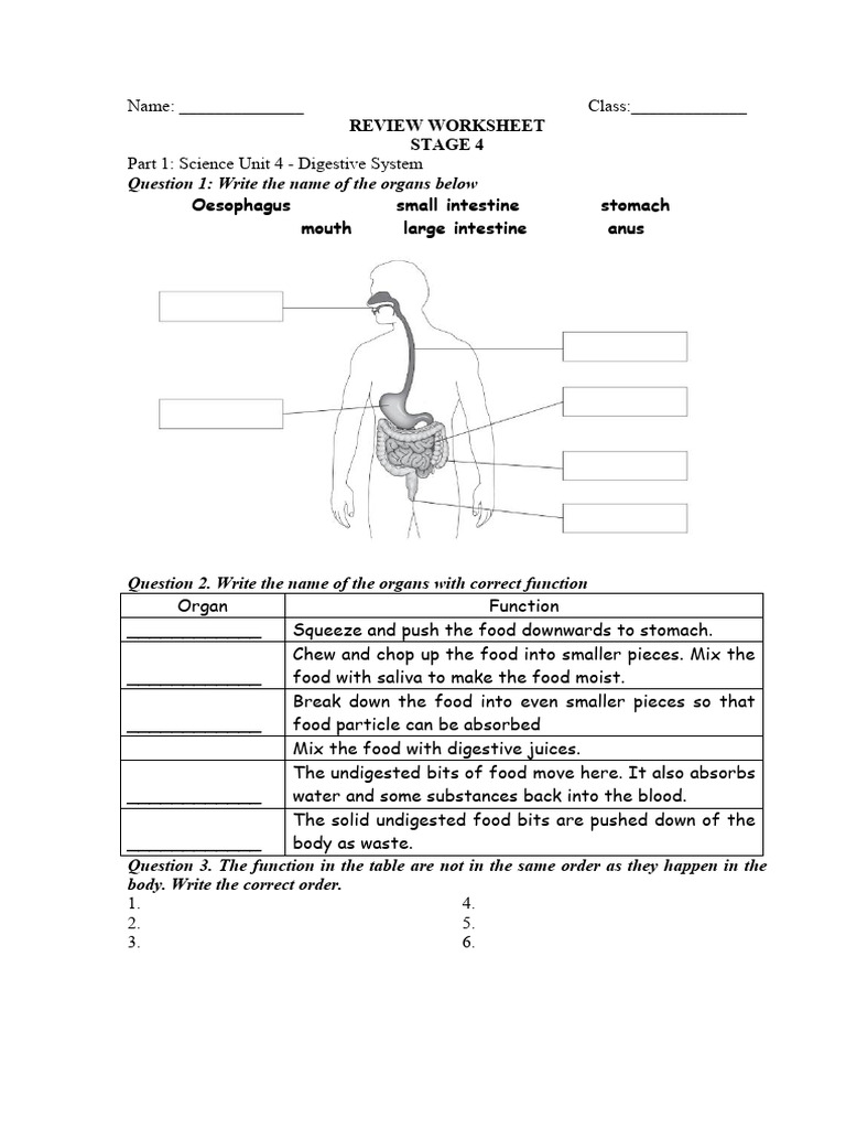 Digestive System and ESL Review Worksheet | PDF | Digestion